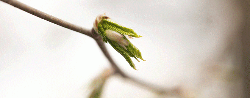 Todo lo que debe saber sobre el brote cutáneo: el OLMO | Herbalgem